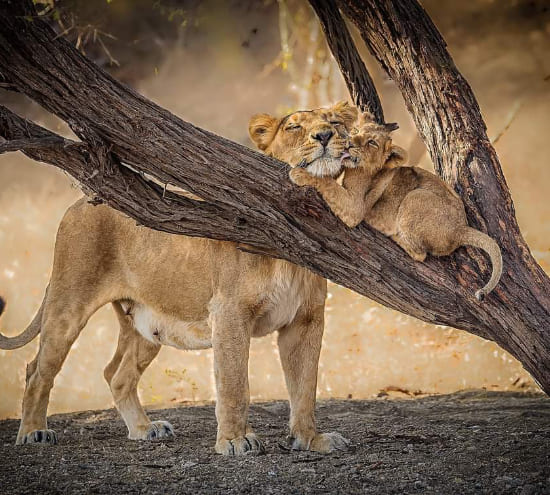 Gir, Gujarat - ecoplore